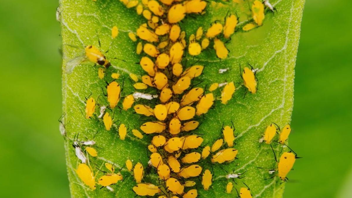 Basil Leaves Curling Confusion? Try These Hacks!